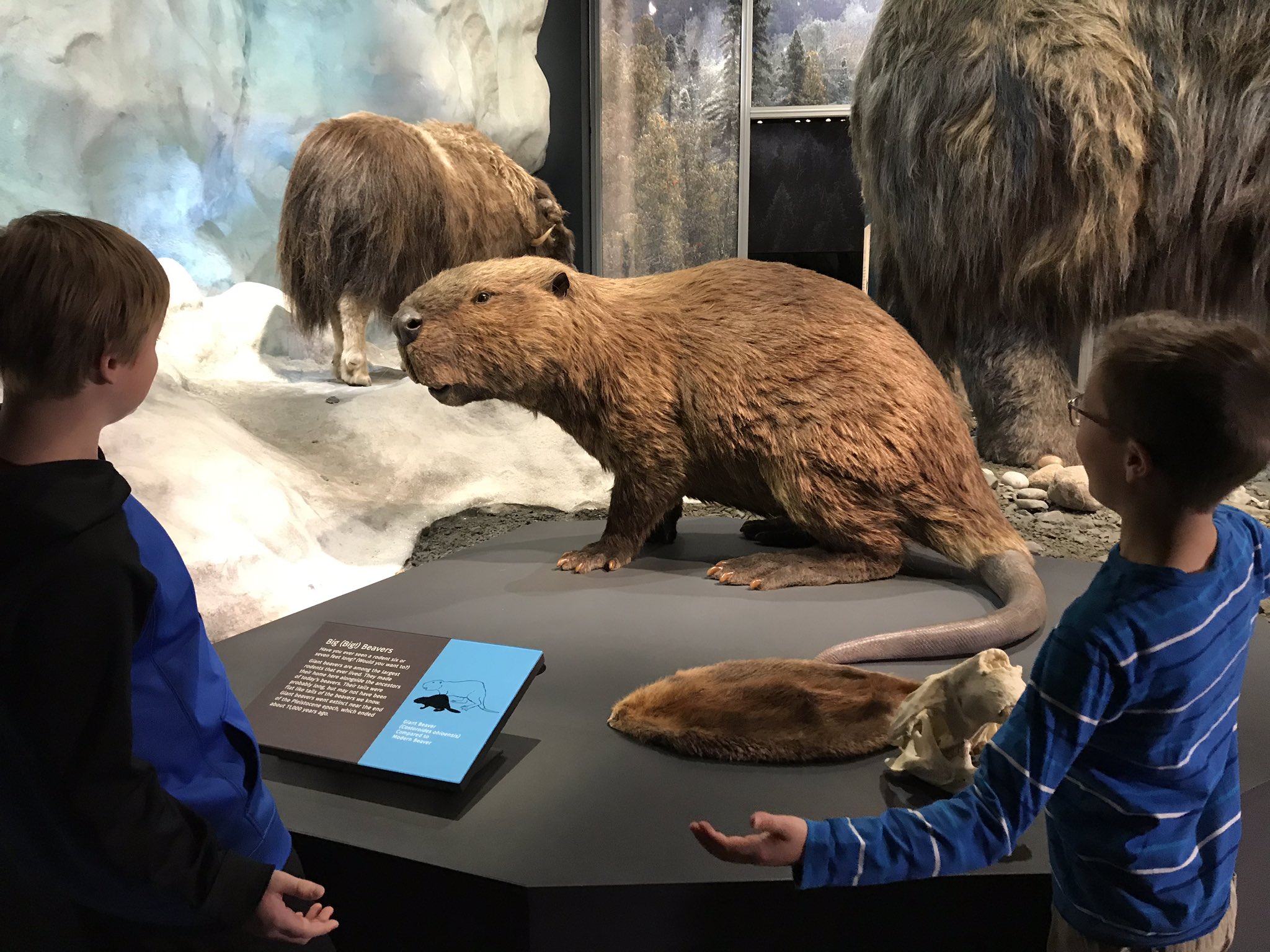 Prehistoric Giant Beaver