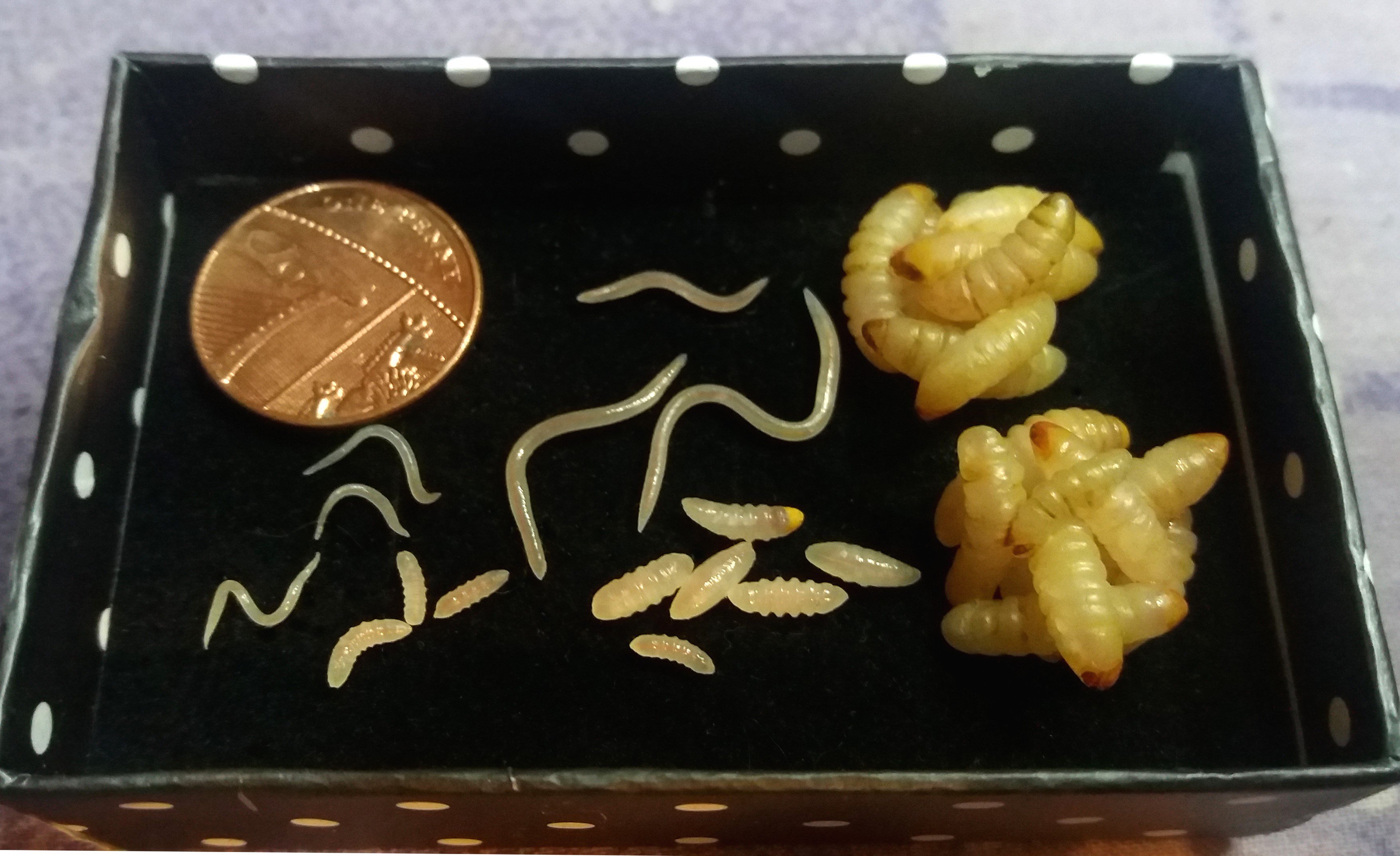 YIKES! And I mean... ...YIKES! - The Shed - Jambos Kickback