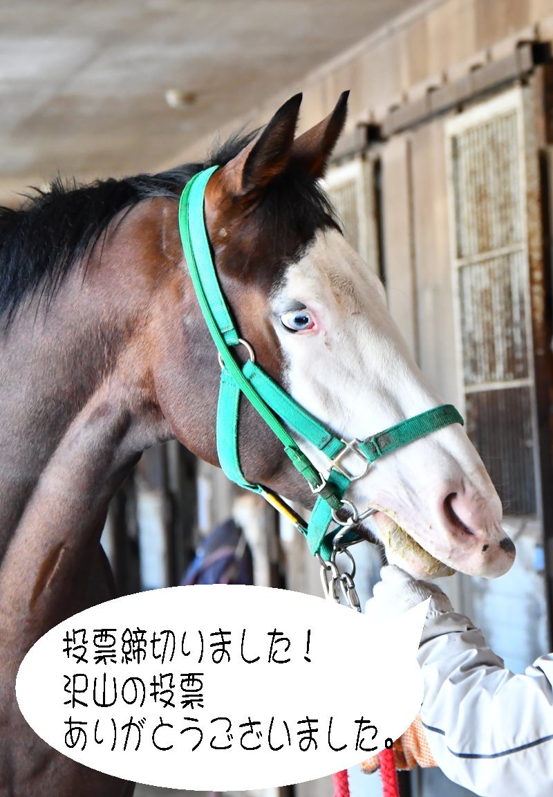 パカパカ工房 On Twitter 【注意事項②】的中者にはdmを送るので一旦フォローをお願いします。ボニーたん(トーセンティアーモ)は