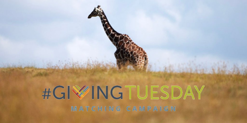 GivingTuesday Youth Ideas: How One Nonprofit Raised More Than $8,000