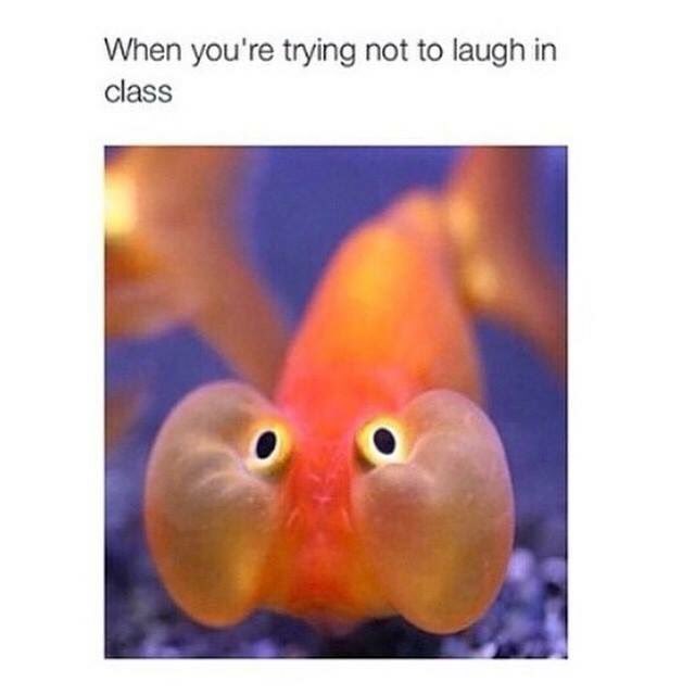 Inappropriate Laughing Memes