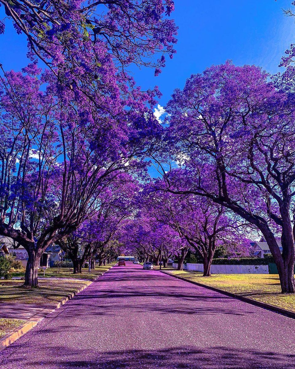 Australian Purple Trees