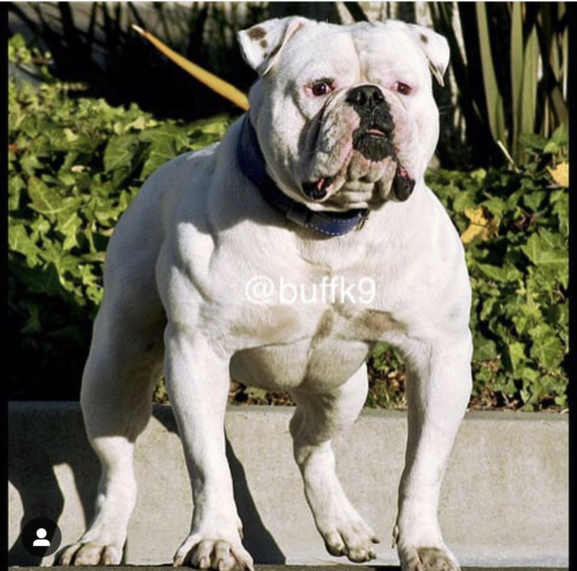 Muscular English Bulldogs