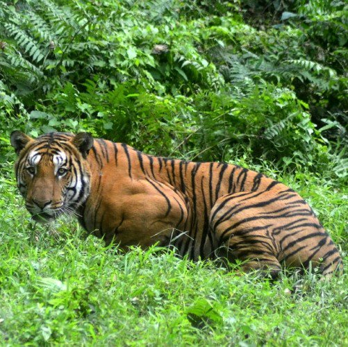 Flagfrog on Twitter: "ชาวบ้านในอินเดีย พากันดีใจ หลังได้ทราบข่าวว่า เสือโคร่ง อายุ 6 ปี รหัส T-1 ...