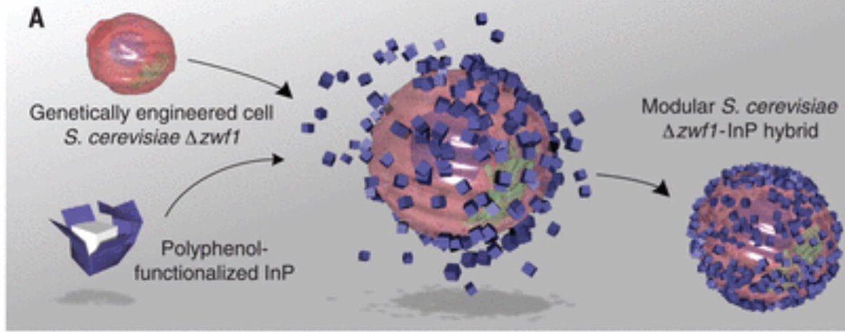 Codruta Ignea (@codrutaignea) | Twitter