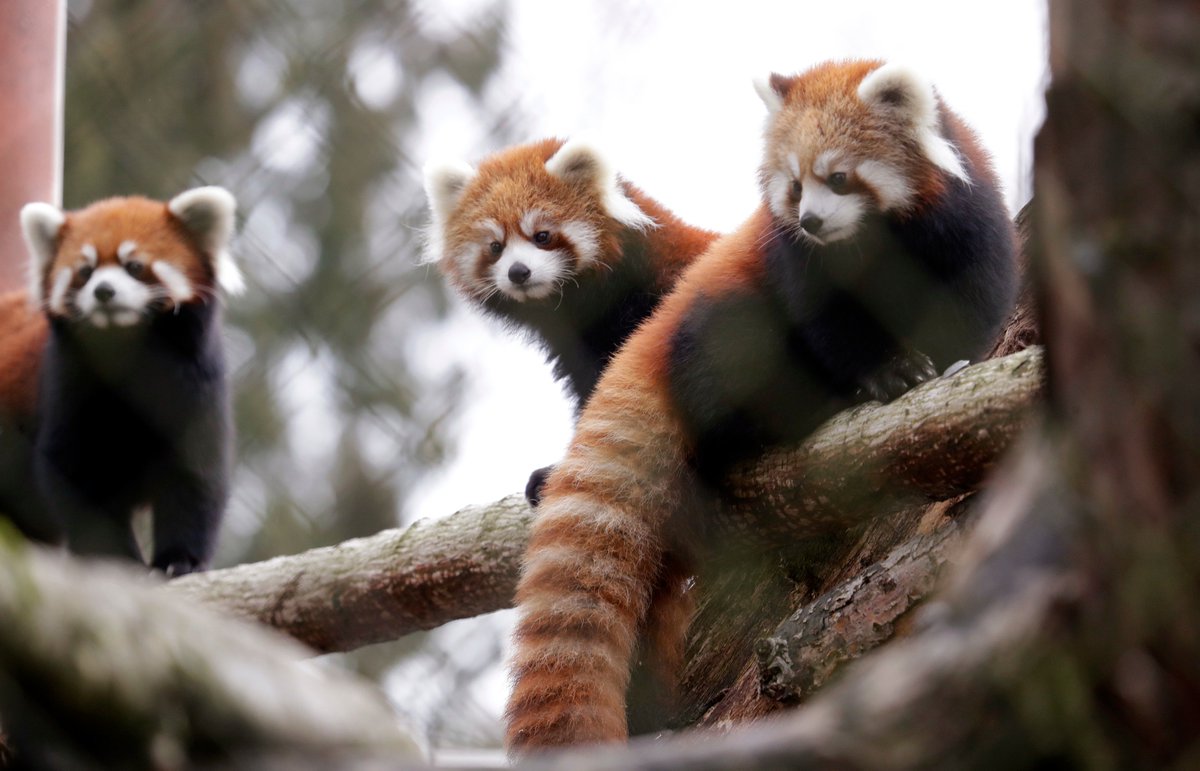 Happy Friday! These cute red panda cubs, born five months ago at a ...