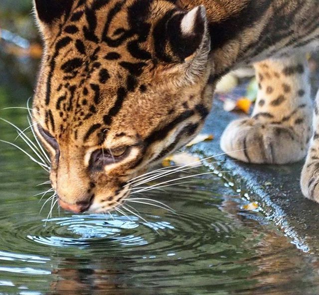 Ocelot Swimming
