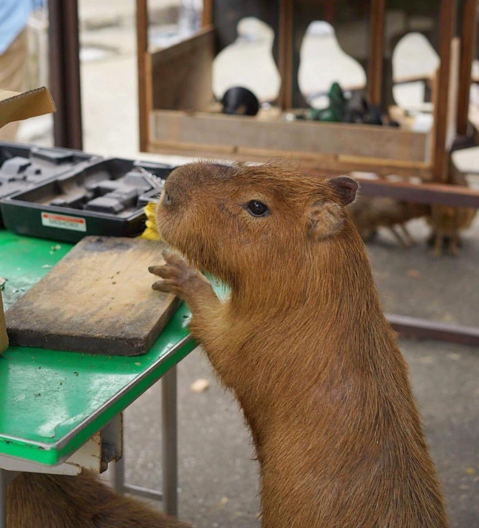 Capybaras on Twitter: "blue-collar capybara https://t.co/XCGxnGUR3D" / Twitter