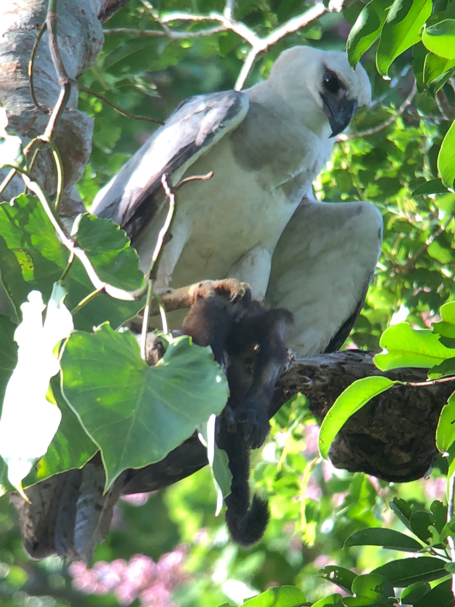 Harpy Eagle Eating Monkey