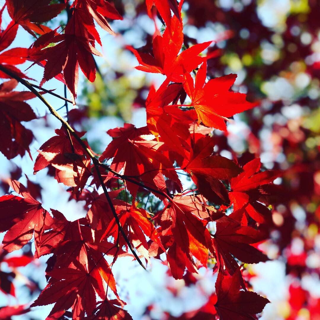 北野天満宮 北野文化研究所 (@kitano_bunka) | Twitter