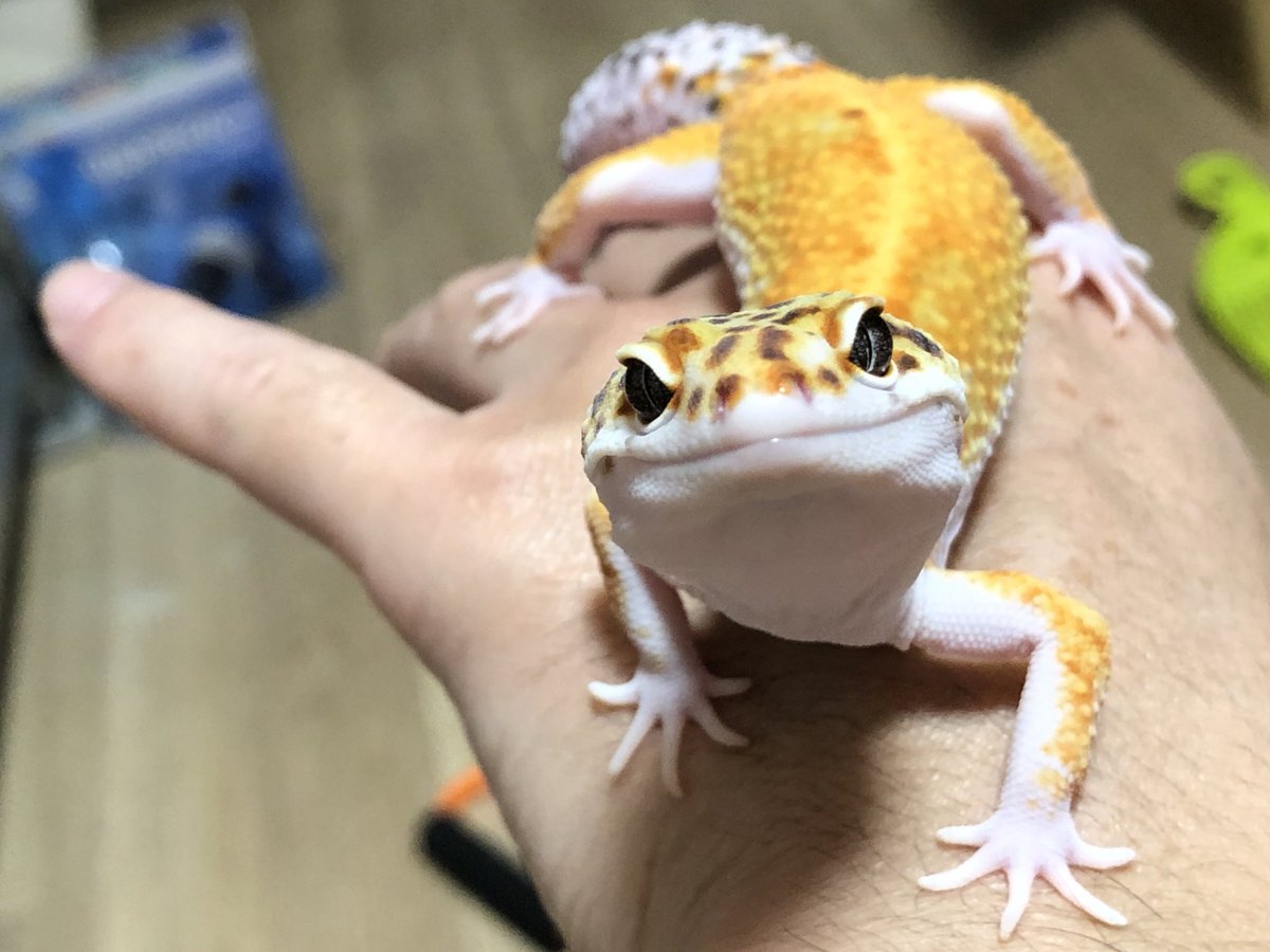 スケール (@petshop_scale) | Twitter