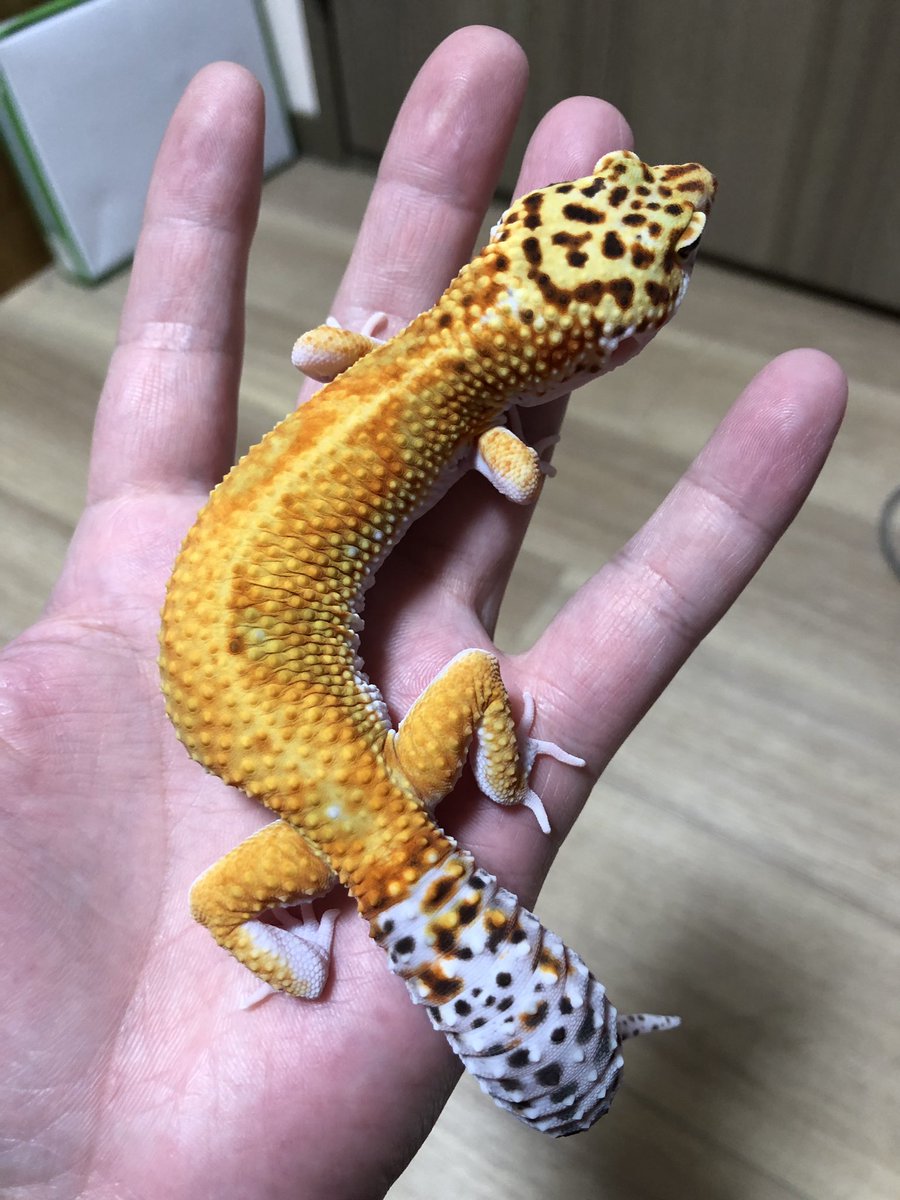 スケール (@petshop_scale) | Twitter