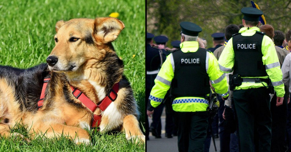 363 best Crime Dog images on Pholder | Dogpictures, Baseballcards and ...