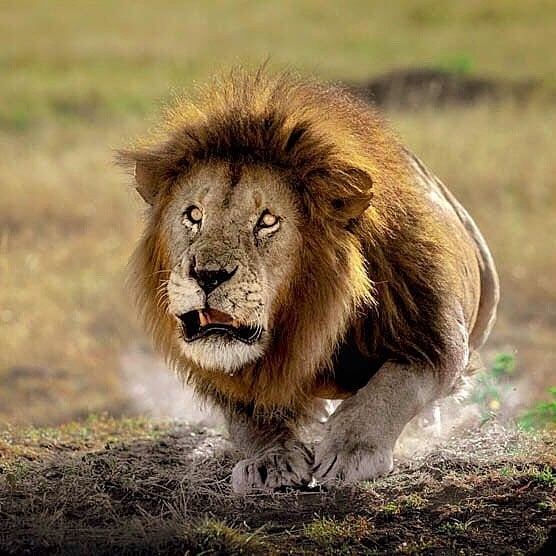 Ferocious Male Lion