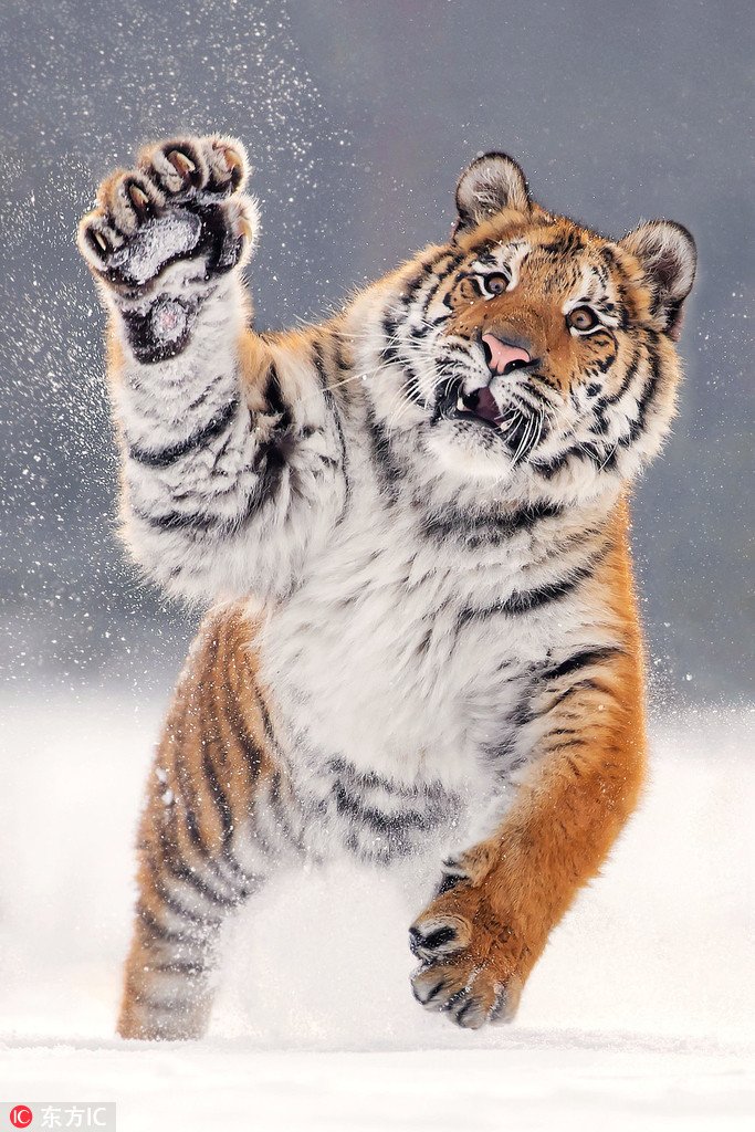 Tiger Leaping
