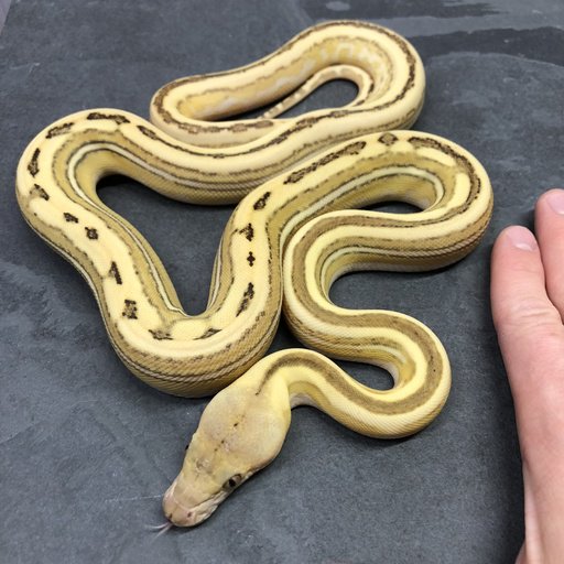 Albino Tiger Reticulated Python