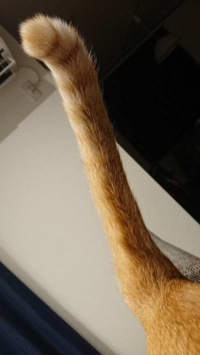 Кэро (けろ) (@teppachi_cat) | Twitter