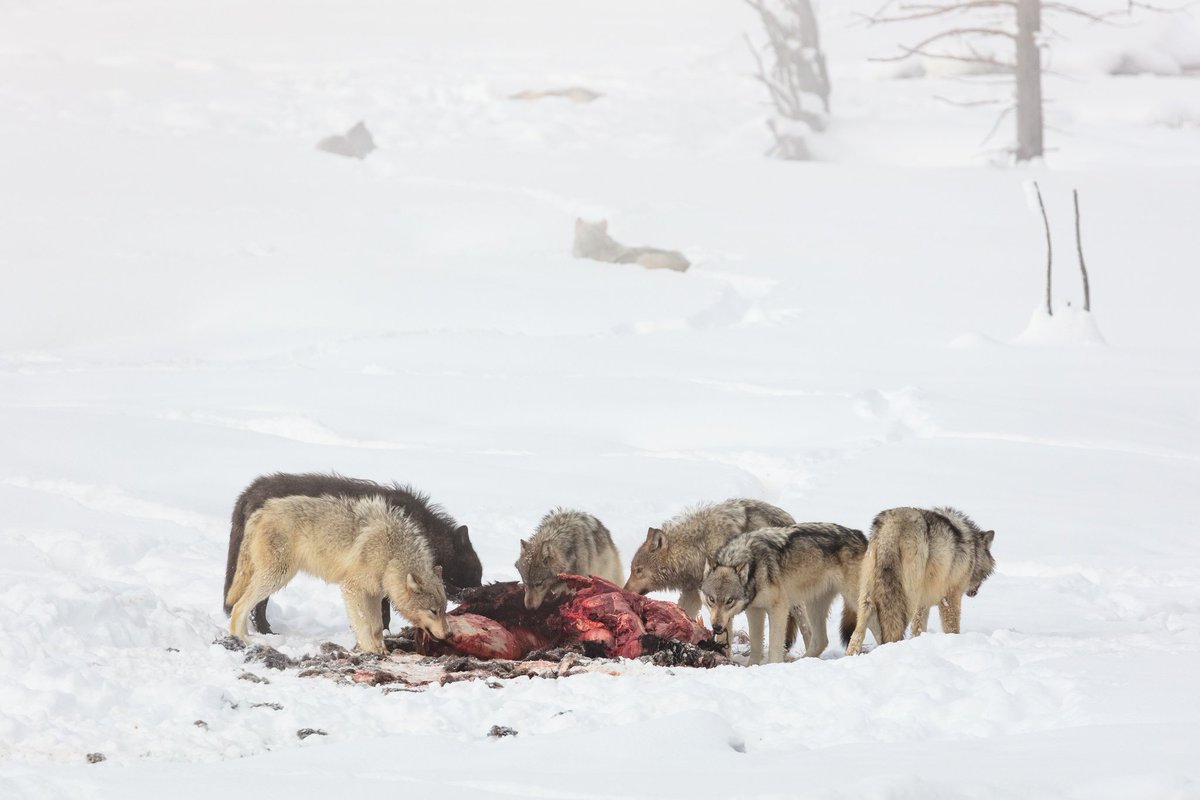 Pack Of Wolves Eating
