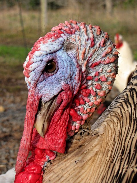 What is a turkey snood - hatcaqwe