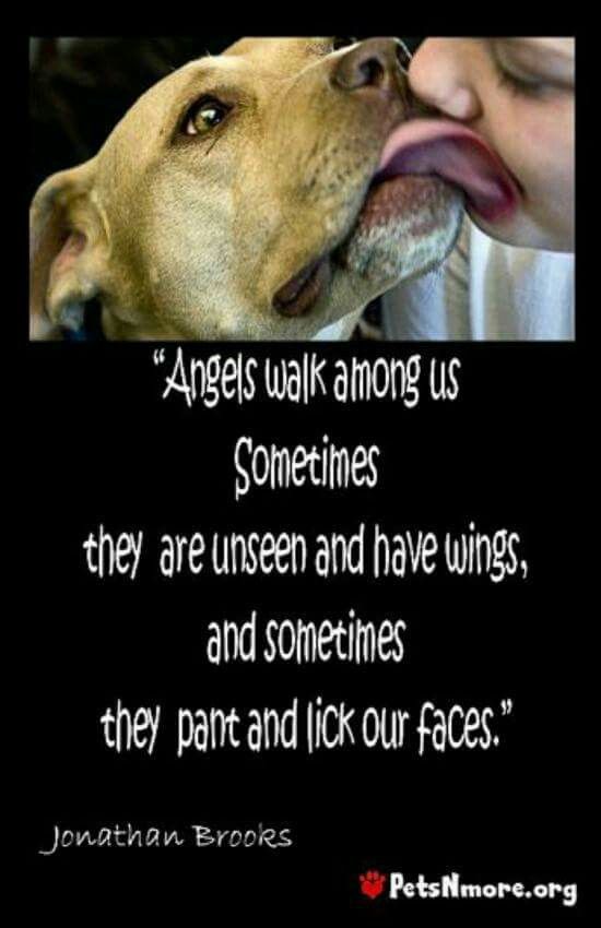 Dog Angel Quotes