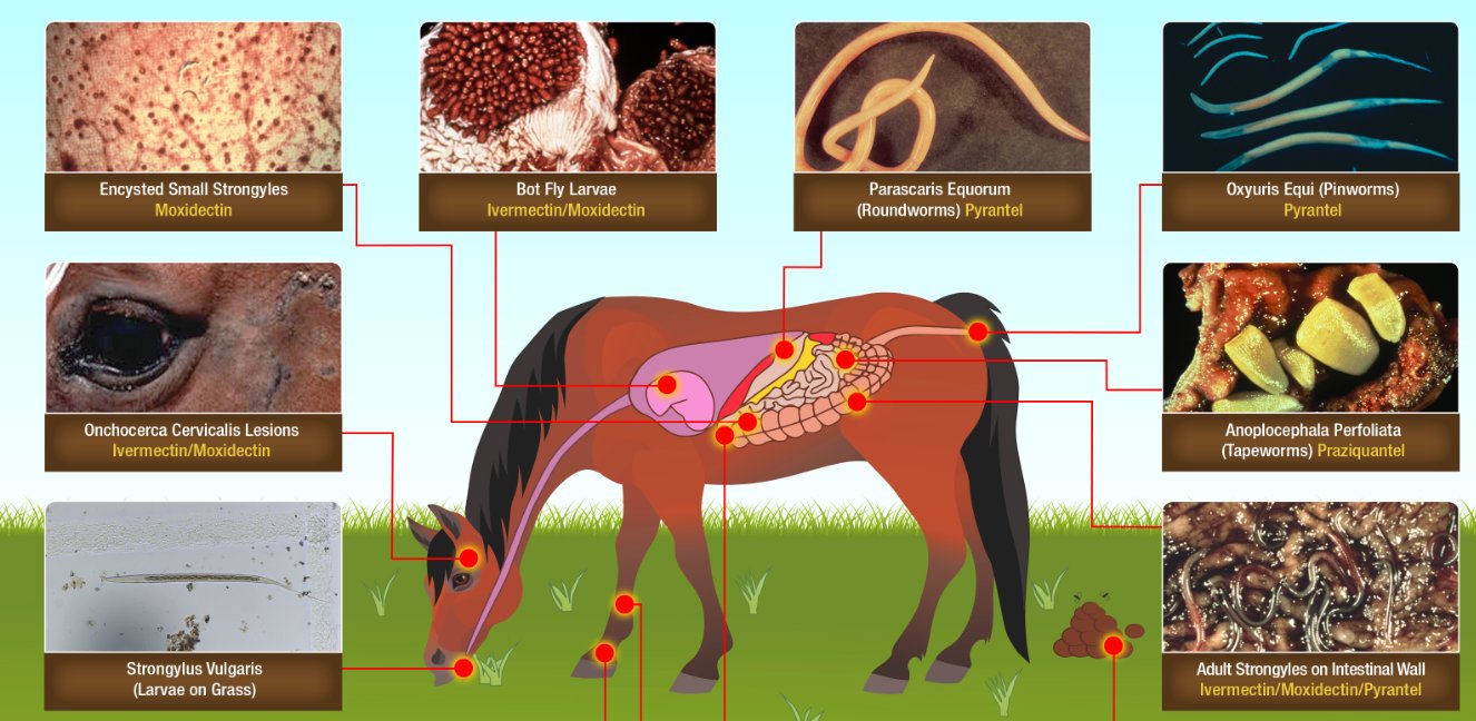 Oxyuris Equi Life Cycle