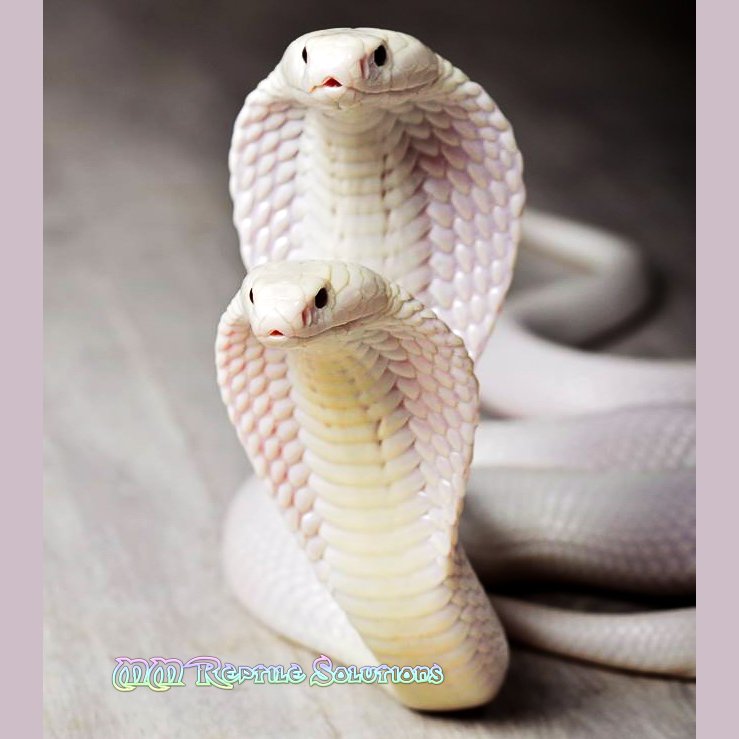 Leucistic Reptiles
