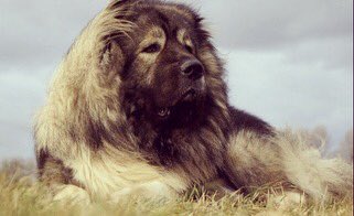 Georgian Shepherd
