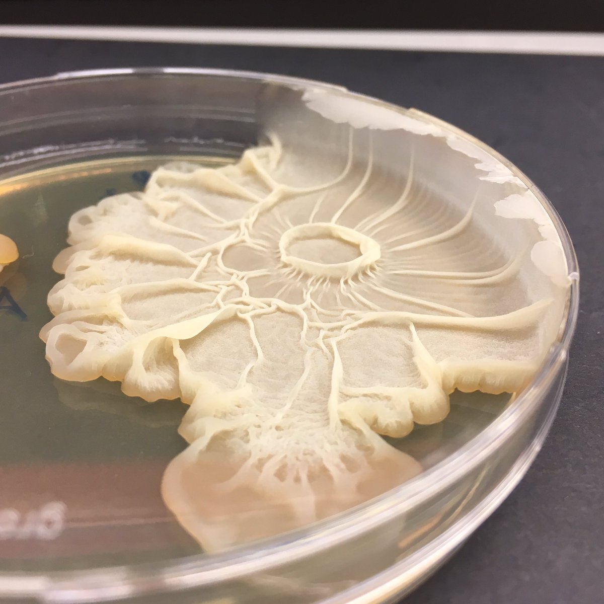 Bacillus Subtilis Colony