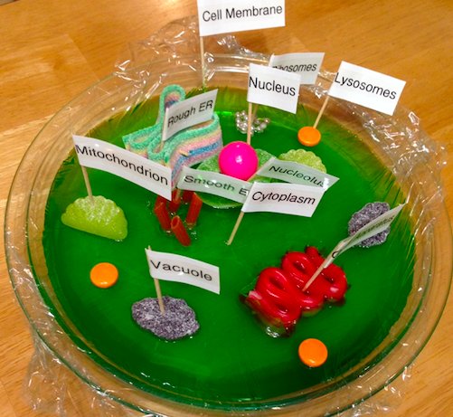 Animal Cell Model Jello