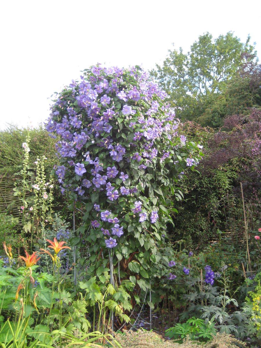 Clematis Obelisk