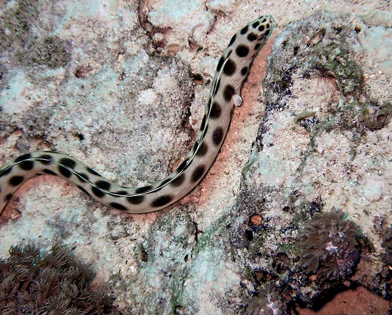 Spotted Sea Snake