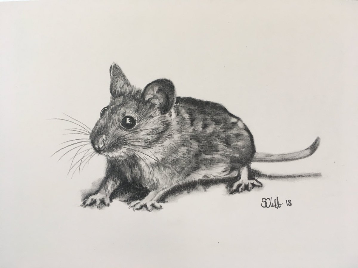 How To Draw A Realistic Mouse