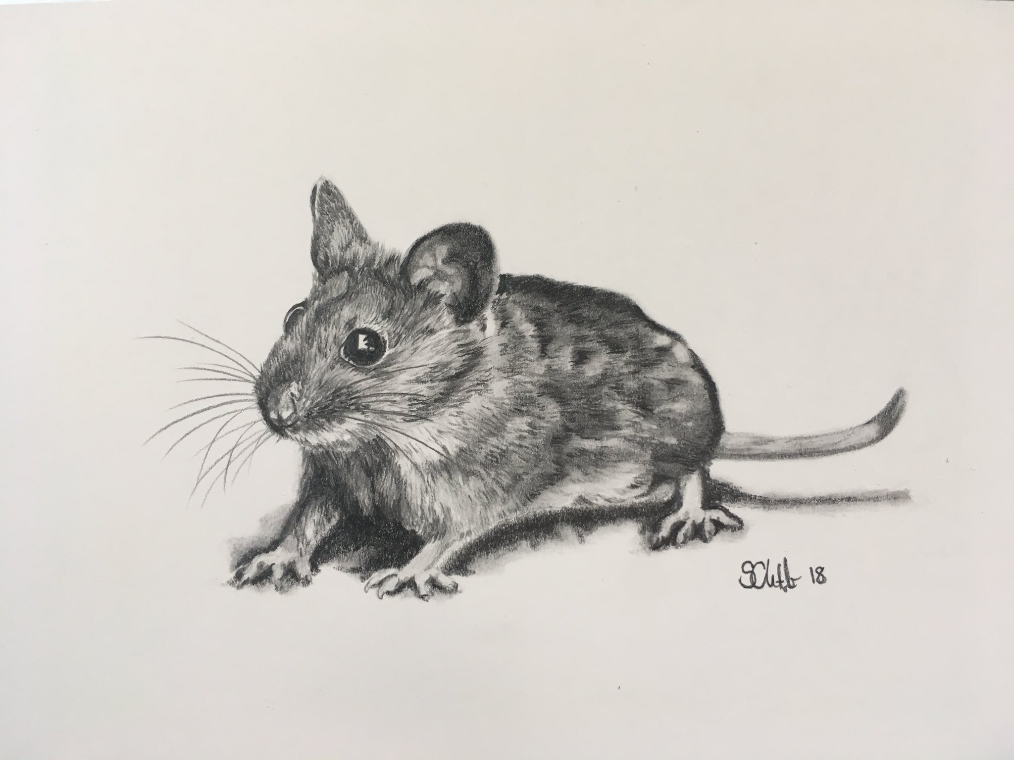 Realistic Mouse Drawing