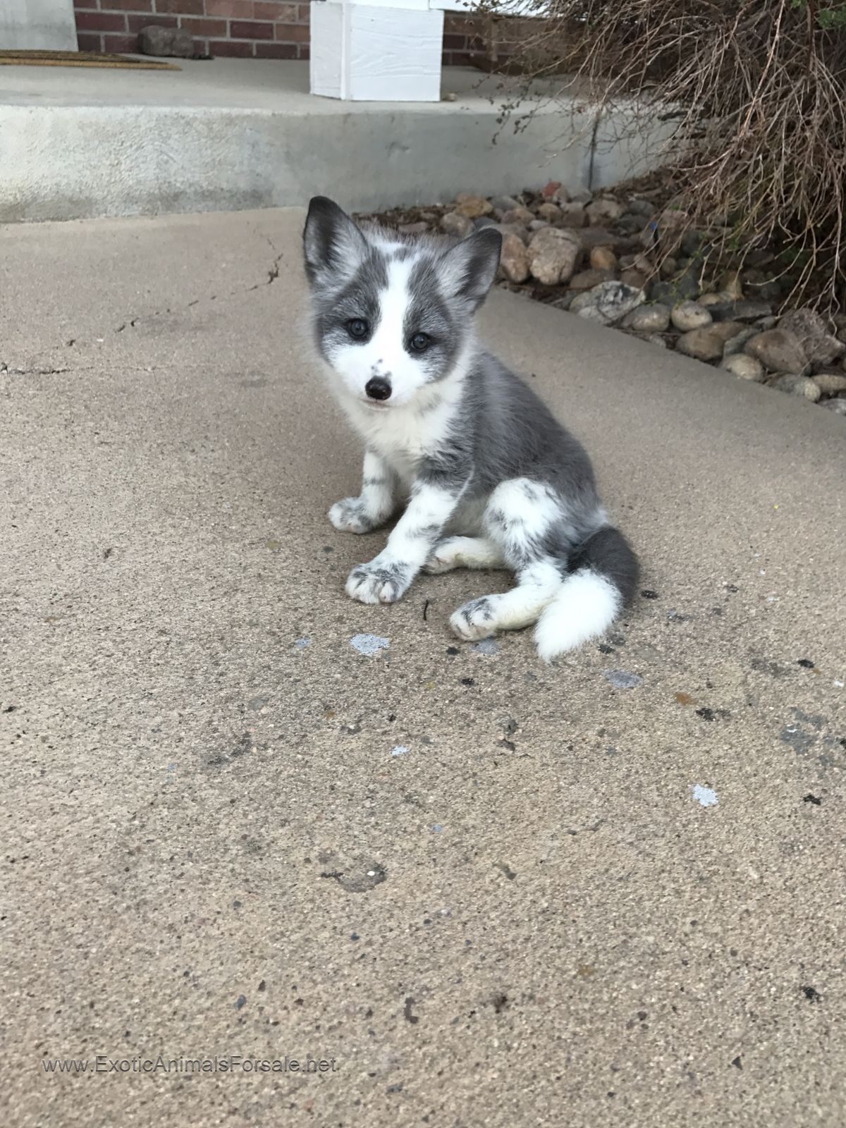 Canadian Marble Fox Baby