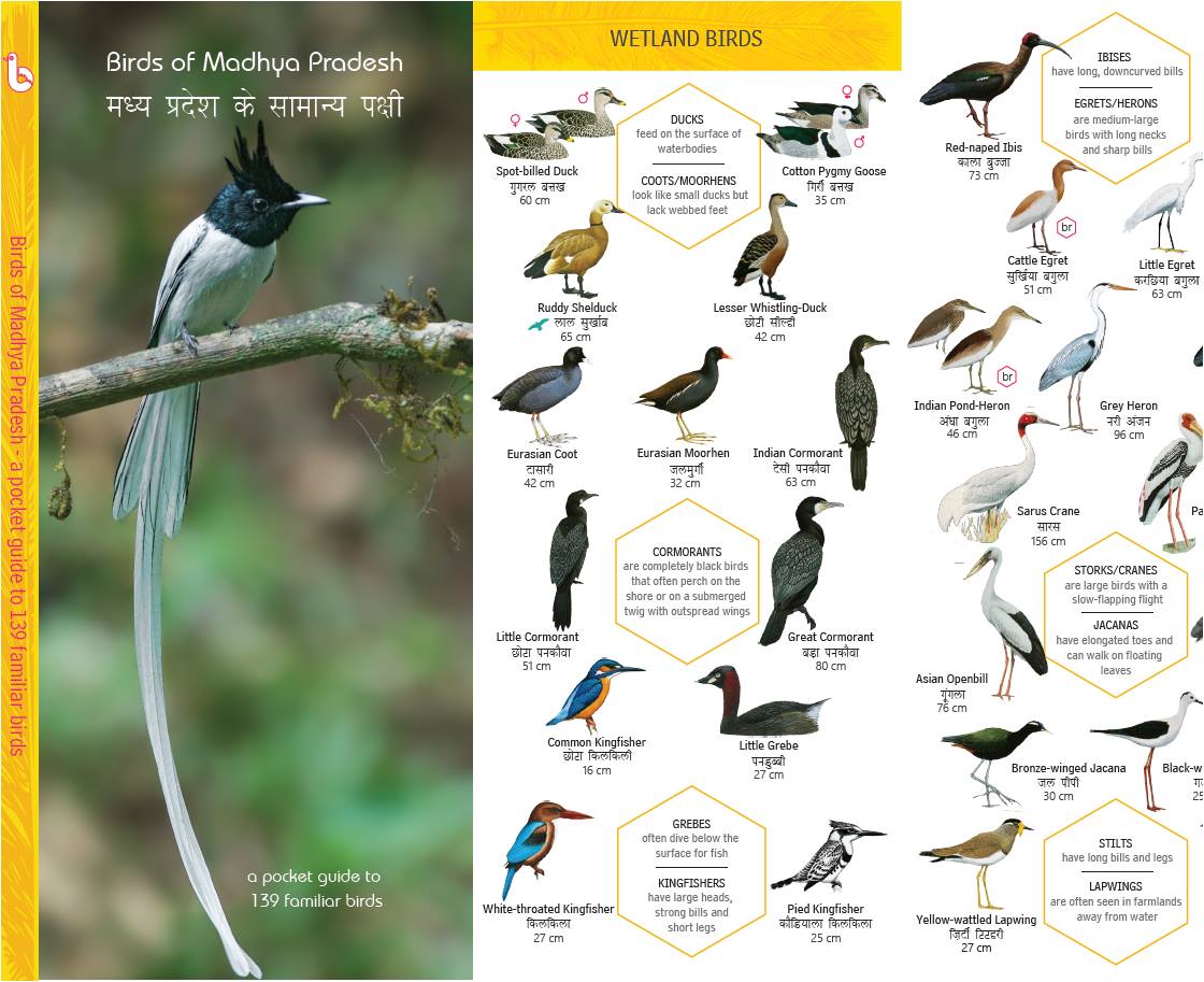 Indian Birds Pictures With Names In Hindi Wirusoze