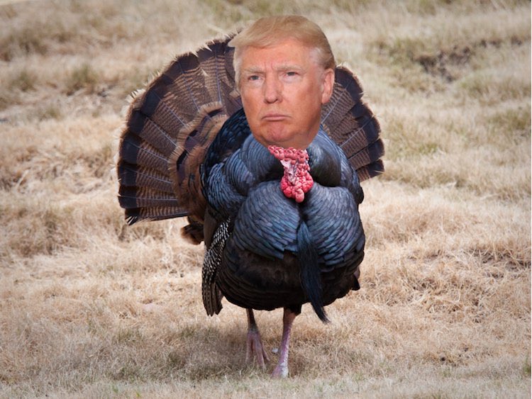 Biggest Turkey In The World Alive