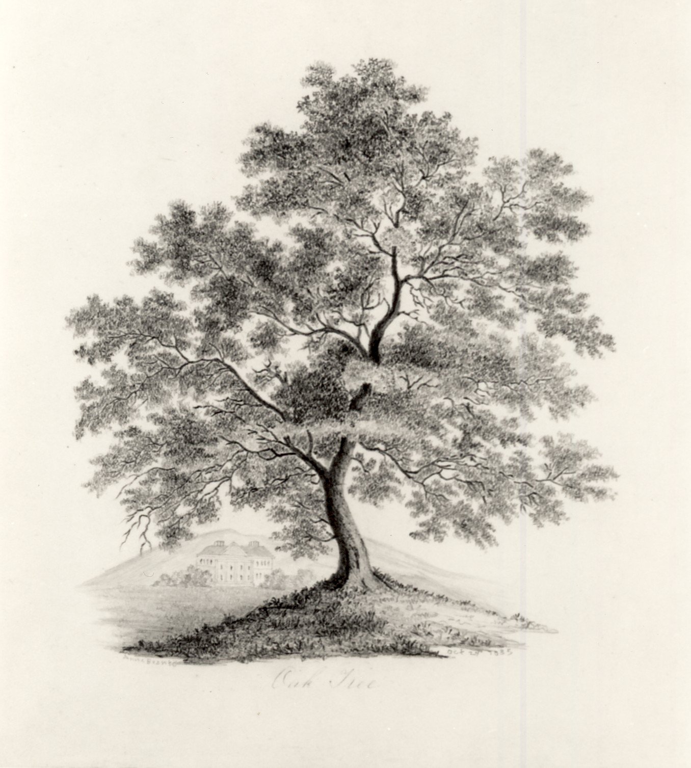 Oak Tree Pencil Drawing