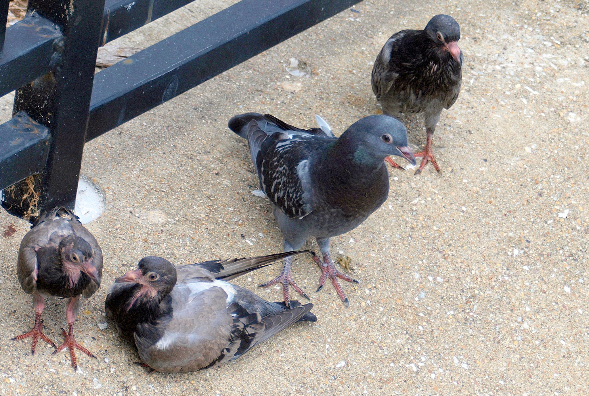 Baby Rock Pigeon