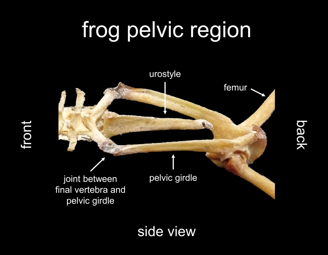 Urostyle Of Frog Frontiers | Fossils Reveal Long Term Continuous And