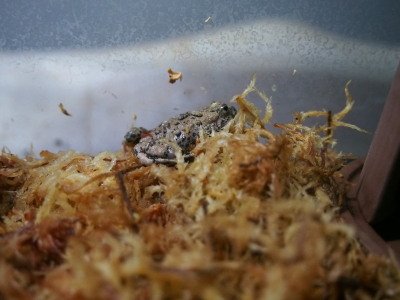 スケール (@petshop_scale) | Twitter