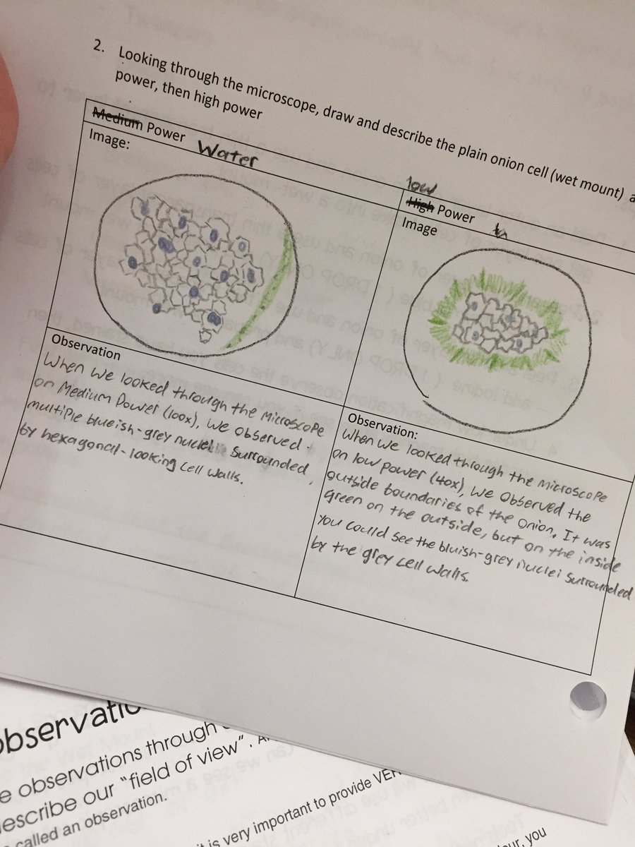 Onion Epidermal Cell Labeled Diagram Drivenheisenberg