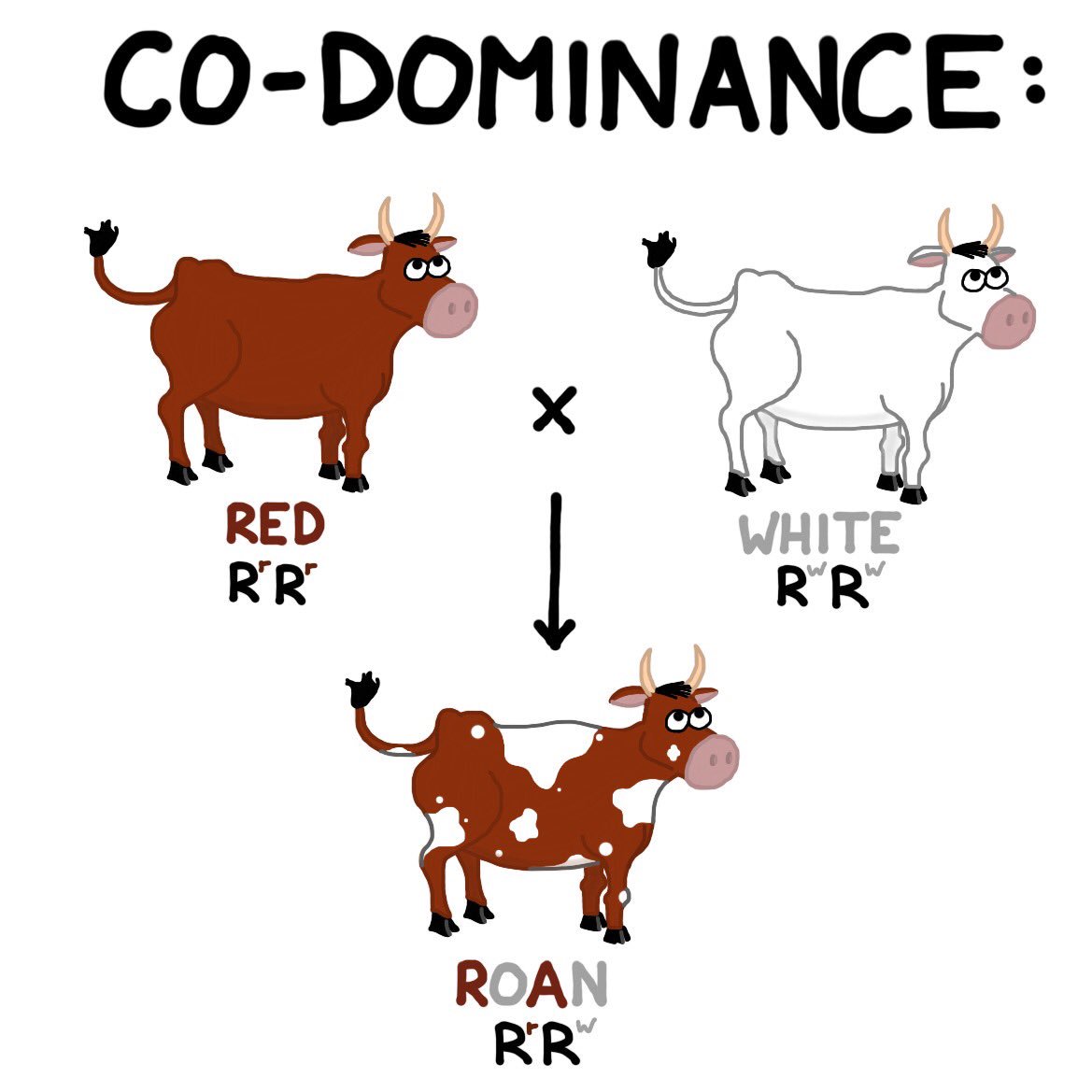 Codominance Cow