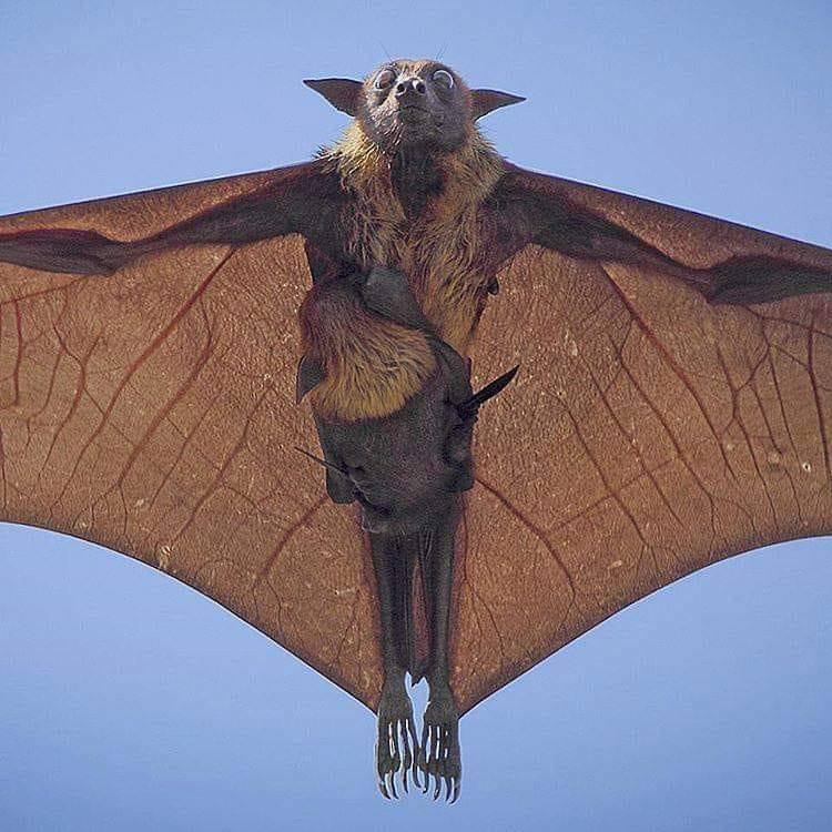 Giant Golden Crowned Flying Fox Baby