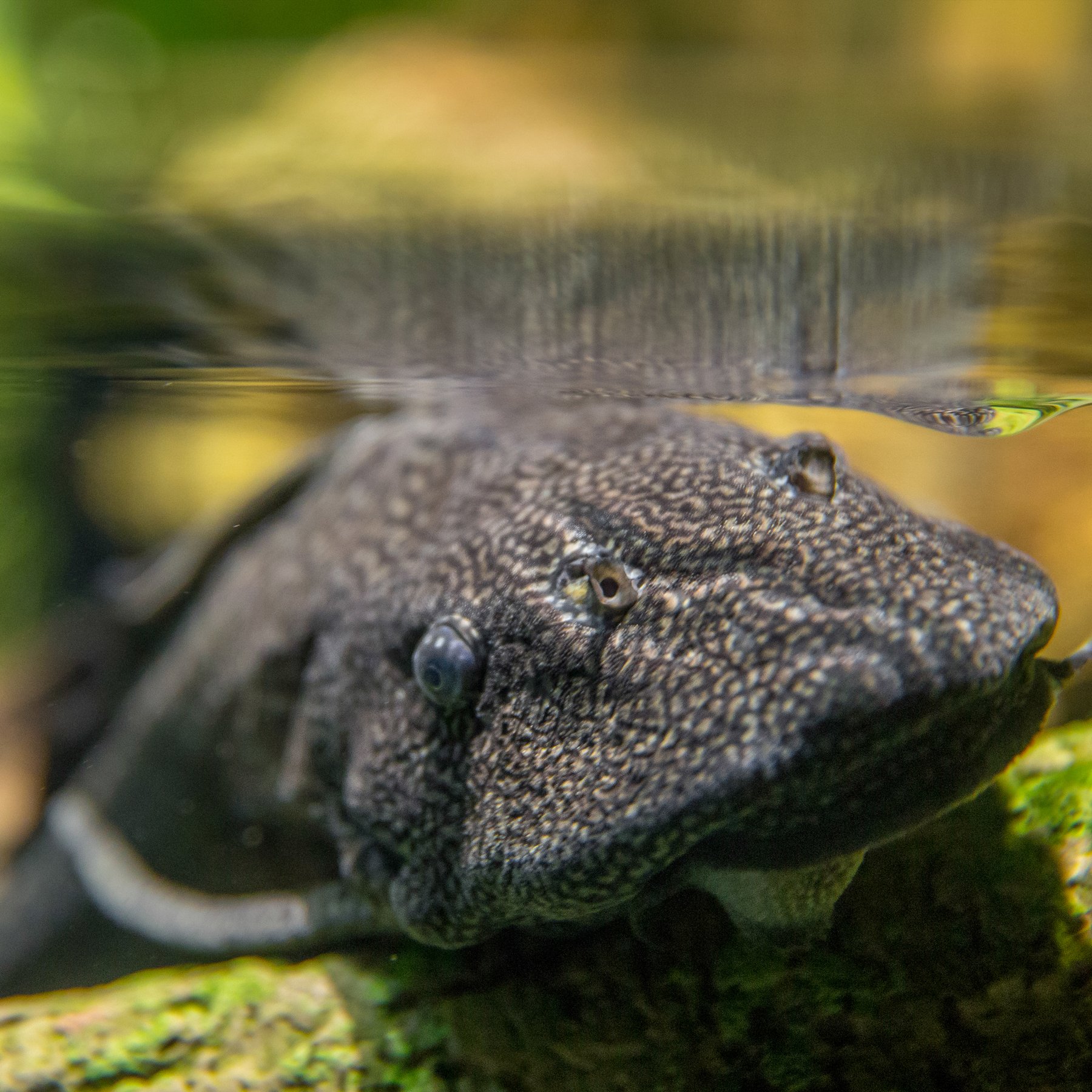 Armored Catfish Aquarium