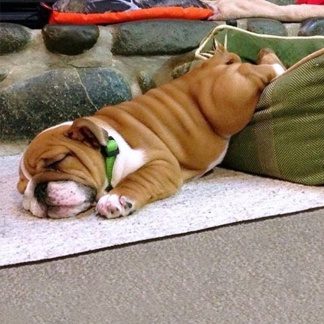How Much Should English Bulldog Puppies Sleep