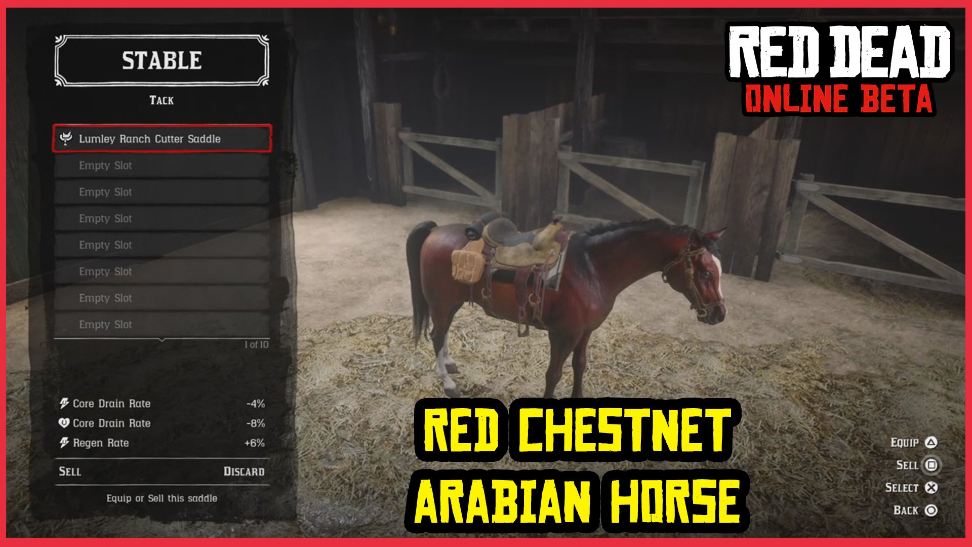 Red Chestnut Arabian Horse