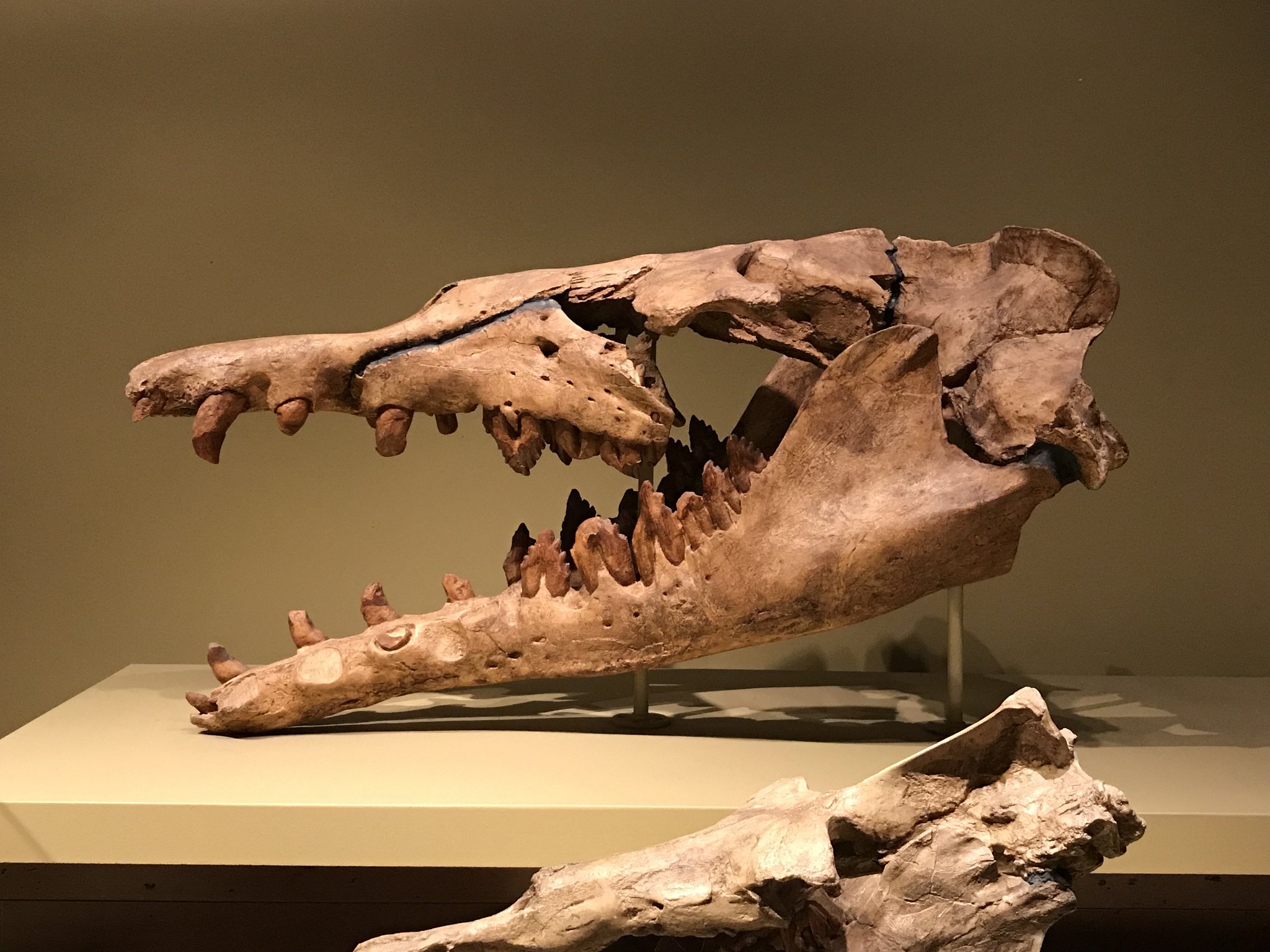 Basilosaurus Skull