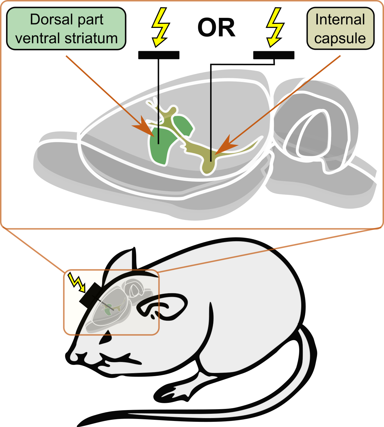 Obsessive Compulsive Disorder Animals