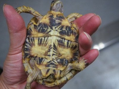 スケール (@petshop_scale) | Twitter