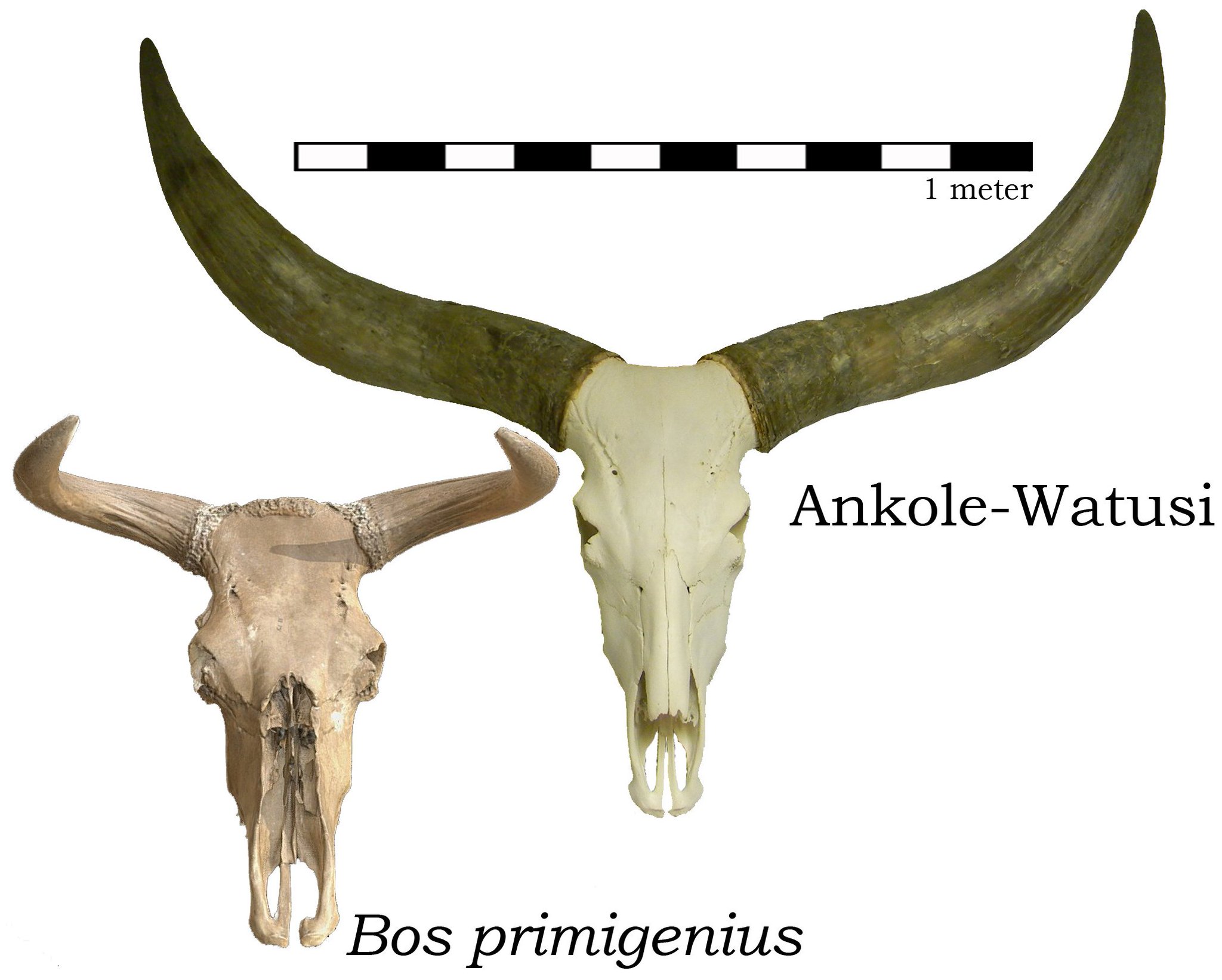 Watusi Cattle Skull